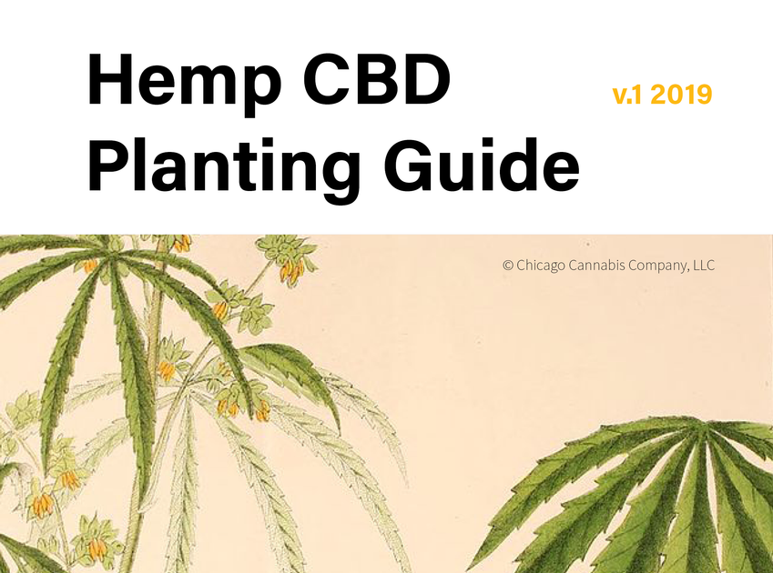 How to Grow Hemp for CBD – Chicago Cannabis Company